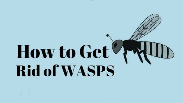 How to Get Rid of Wasps From Home Safely and Naturally
